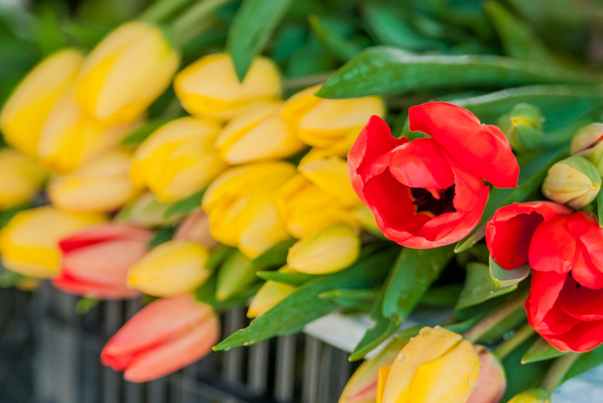 Fresh Cut Tulips: Arrangement Ideas and Care Tips for Long-Lasting Blooms