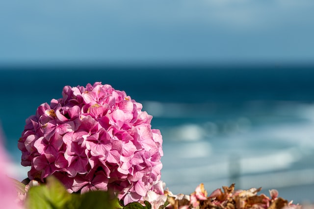 A Complete Guide to Hydrangea Care | French Florist