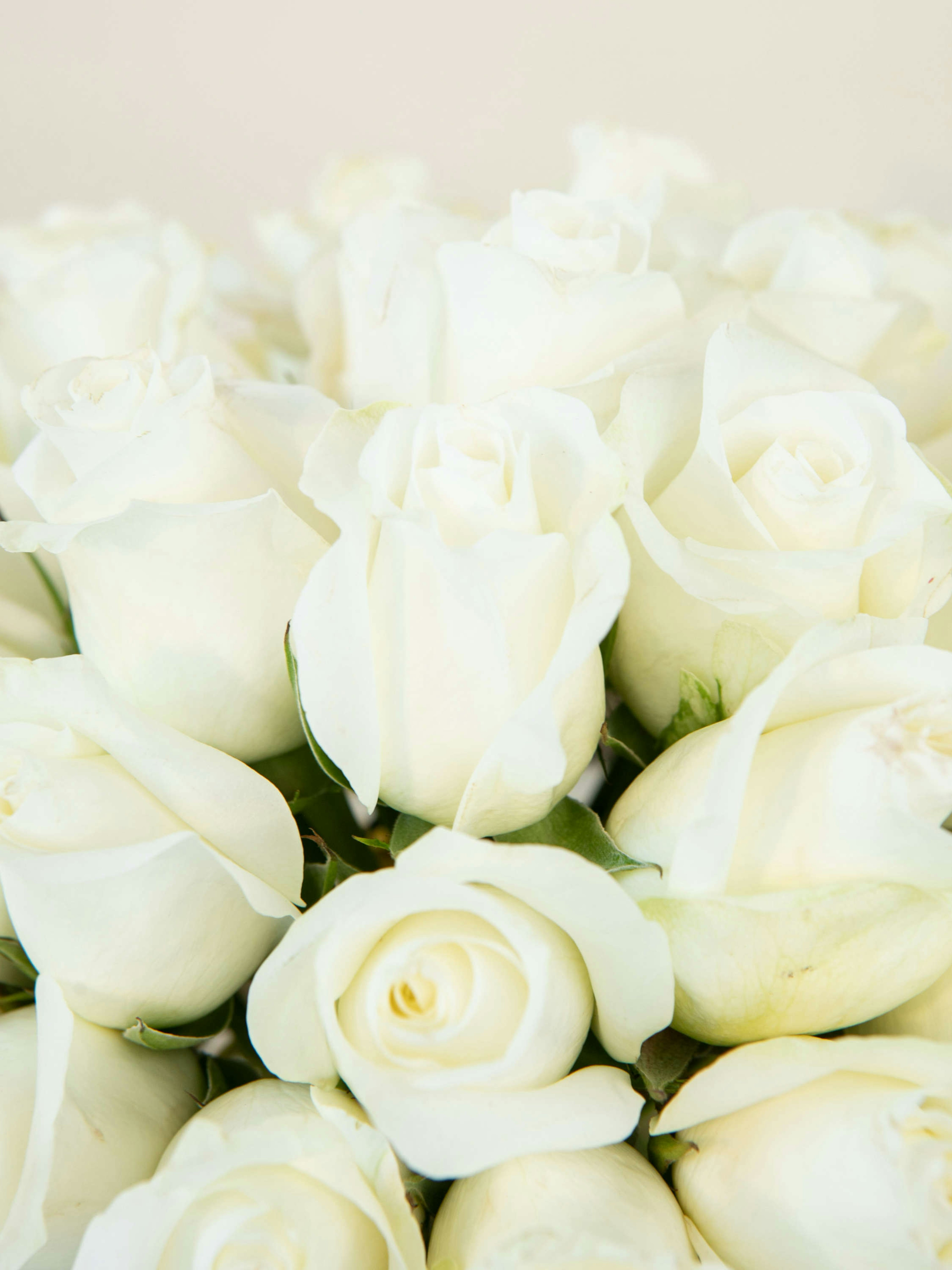 Rosebud Beauty: Soft Delicate Pastel Rose Bouquet - Flowers Los Angeles ...