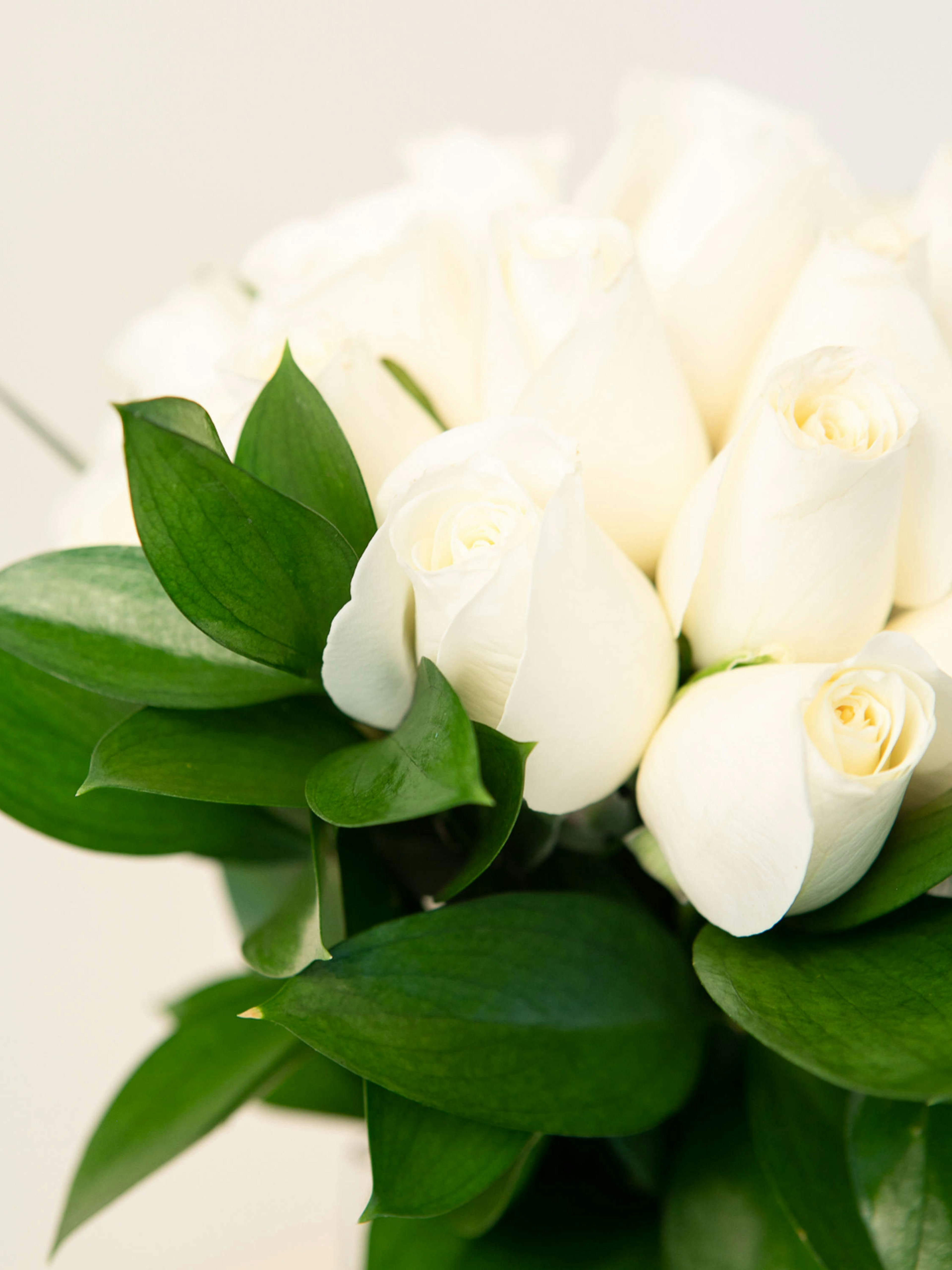 25 White Roses | French Florist