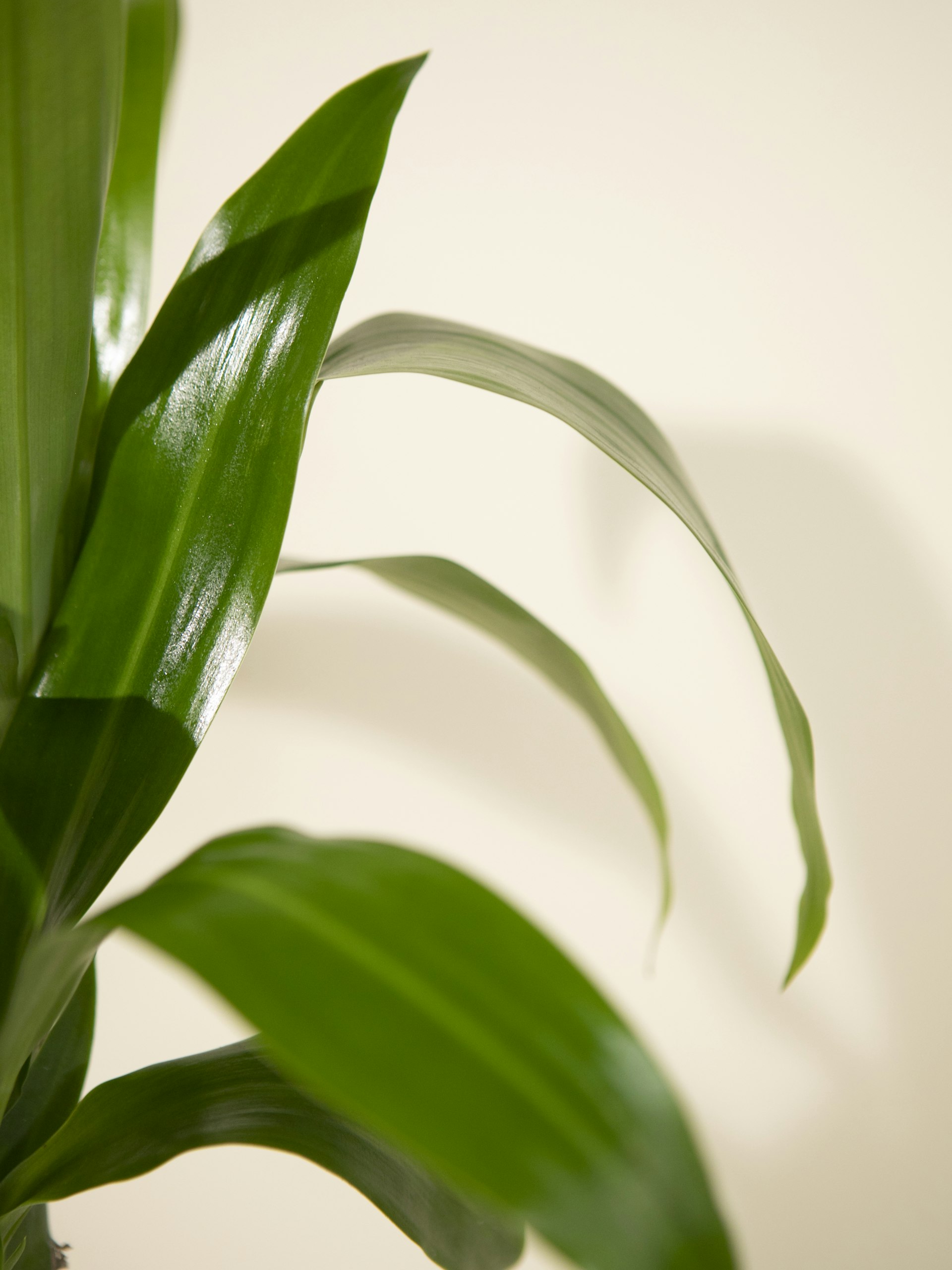 Small Dracaena Lisa Plant