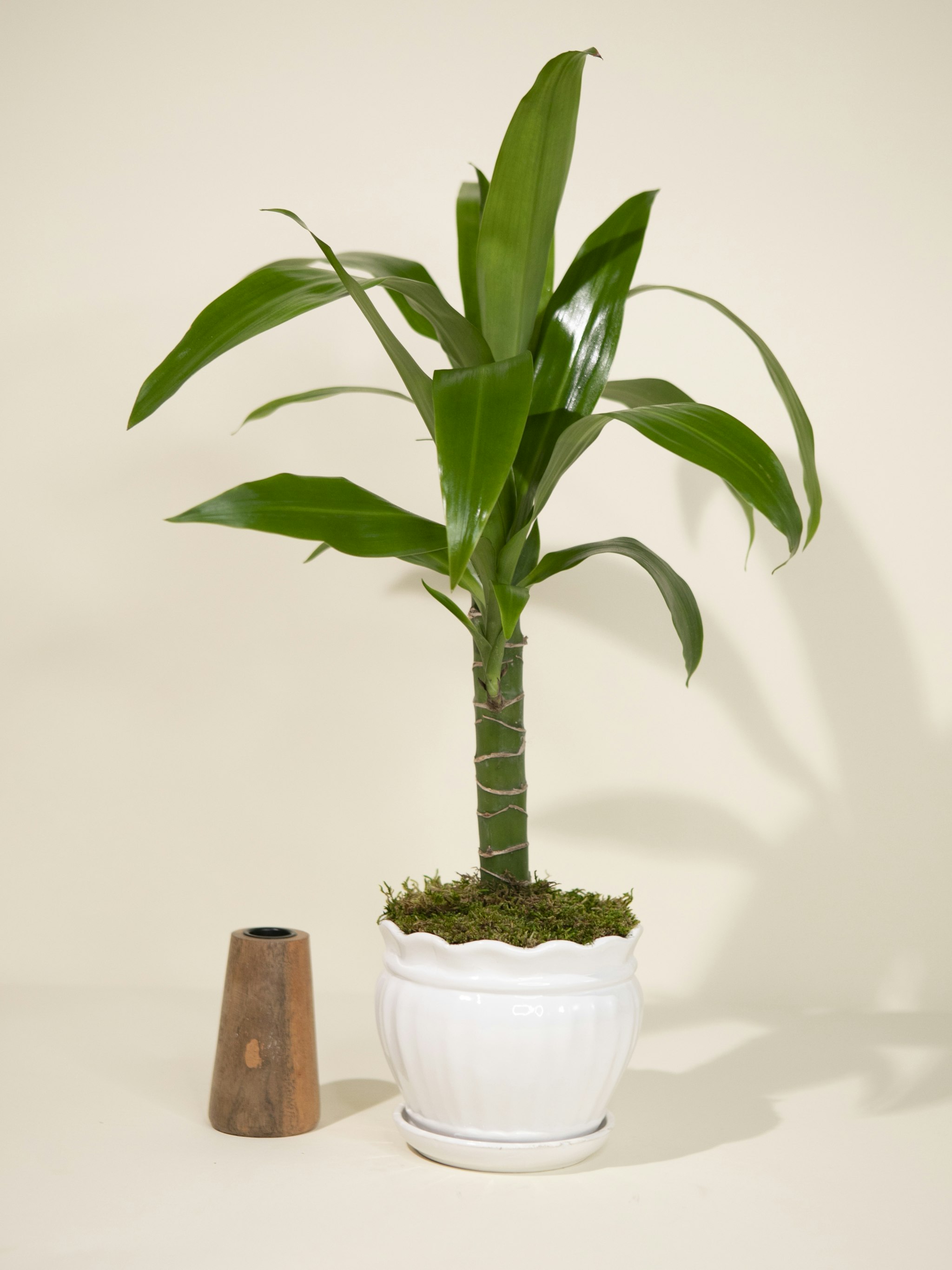 Small Dracaena Lisa Plant