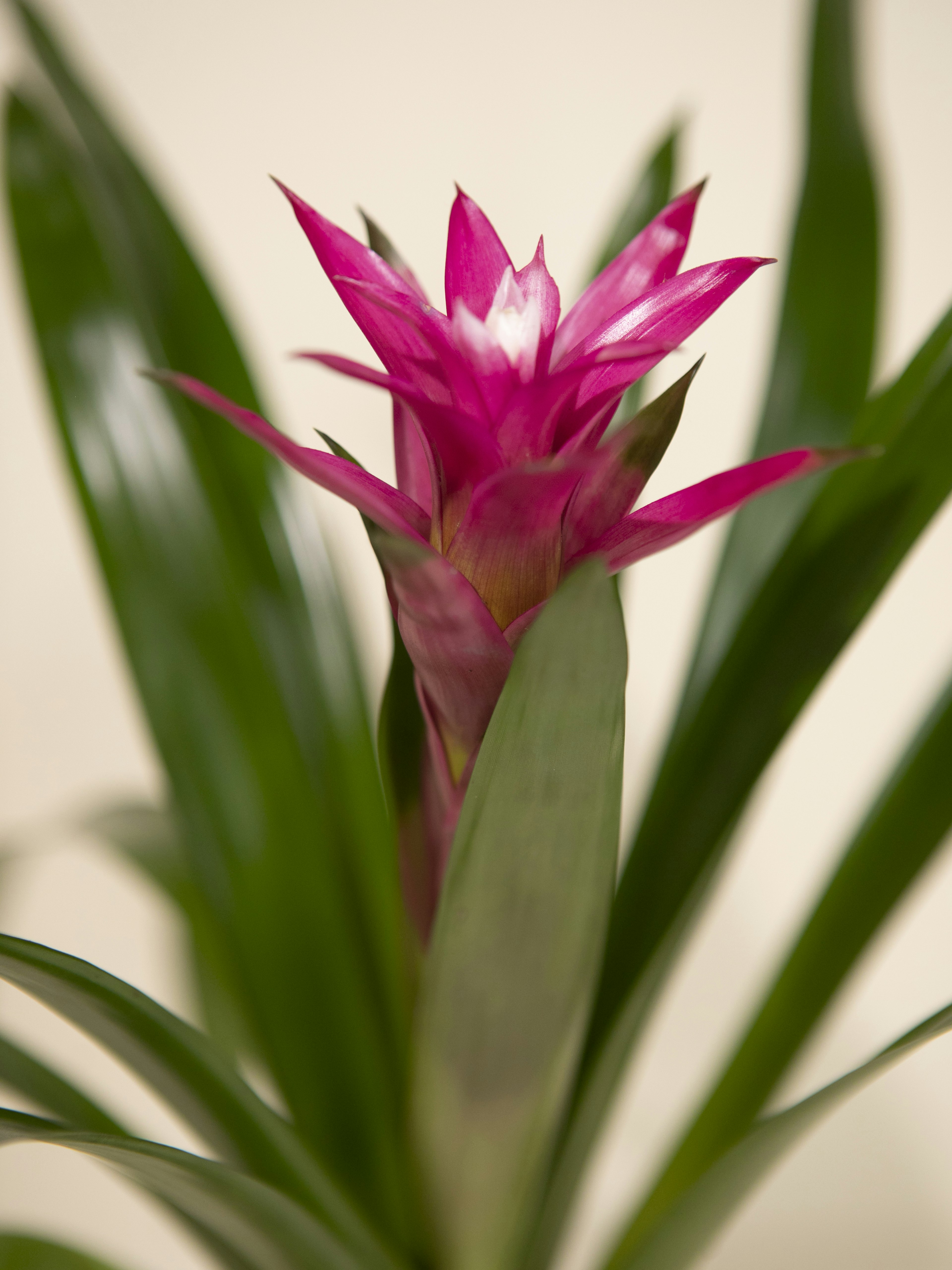 Purple Bromeliad in White Ceramic